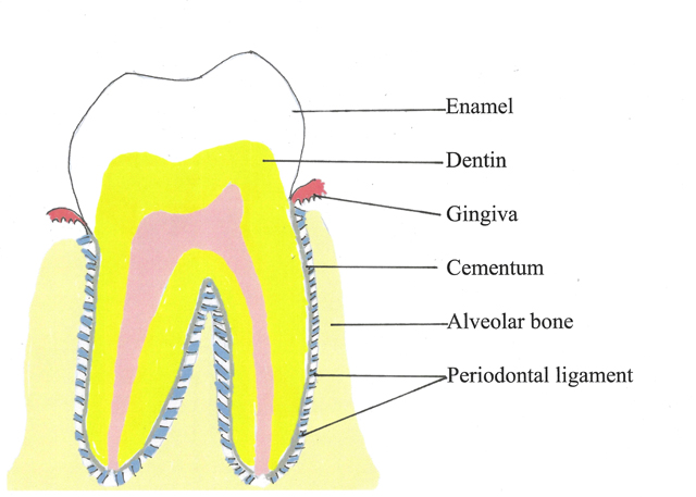 Occlusion and Implants