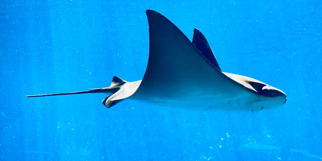Annastasia Kellett Wright: Microplastics and Manta Rays