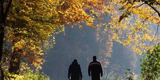 TePe & CSH Fund NHS Trees